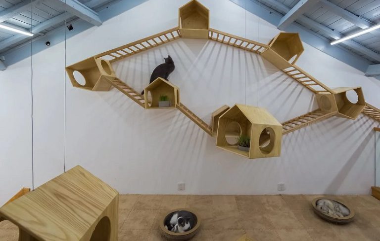 Cat House in Shanghai both for Cats and Cat Lovers | iCreatived