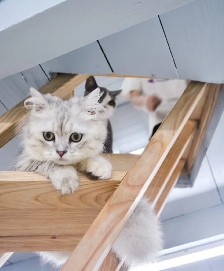 Cat House in Shanghai both for Cats and Cat Lovers | iCreatived