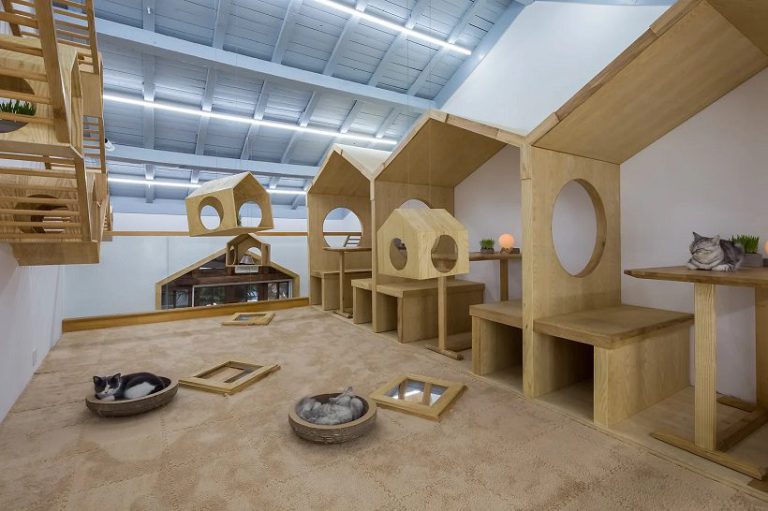 Cat House in Shanghai both for Cats and Cat Lovers | iCreatived