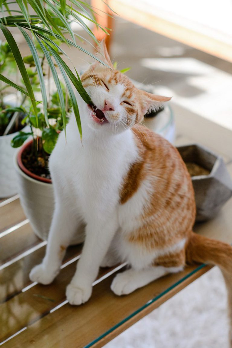 Vital Suggestions for Cat Friendly Decor | iCreatived