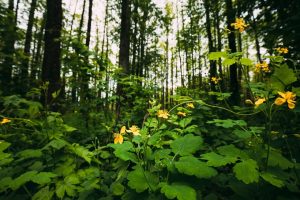 Camping Science Activities That Make Nature the Best Classroom | iCreatived